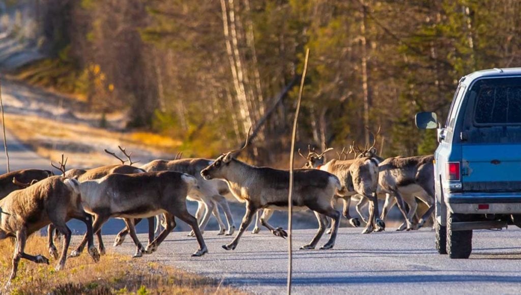 Animal Collisions: What to Do If You Hit an Animal? - Insurdinary
